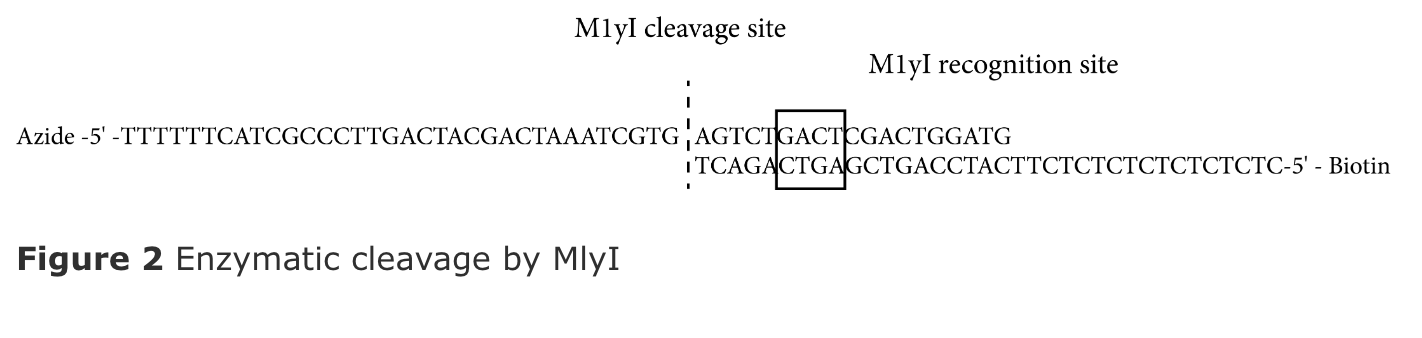 MCAT - Diagnostic Test - Biology Section